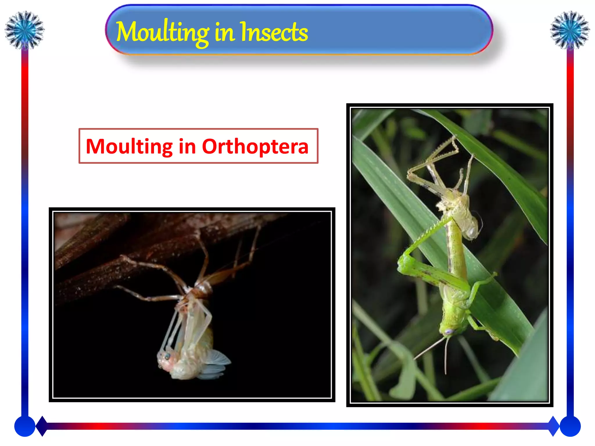 Moulting in Insect by sami | PPSX