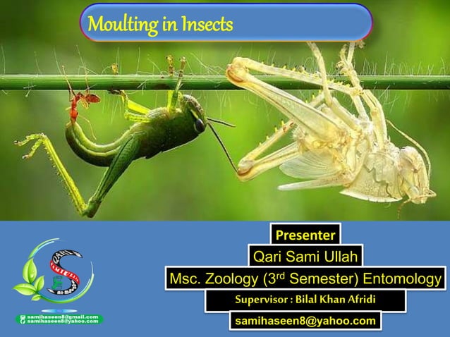 Moulting in Insect by sami | PPSX | Skin and Dermatology | Diseases and ...