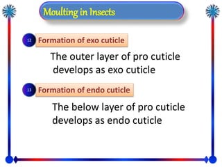 Moulting in Insect by sami | PPSX