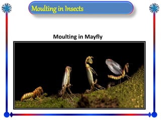 Moulting in Insect by sami | PPSX