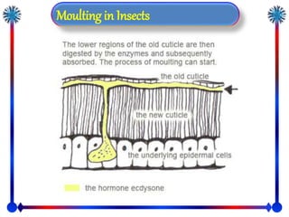 Moulting in Insect by sami | PPSX