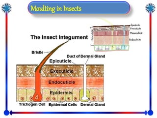 Moulting in Insect by sami | PPSX