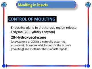 Moulting in Insect by sami | PPSX