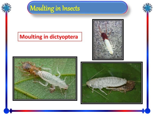 Moulting in Insect by sami | PPSX | Skin and Dermatology | Diseases and ...