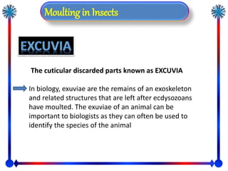 Moulting in Insect by sami | PPSX