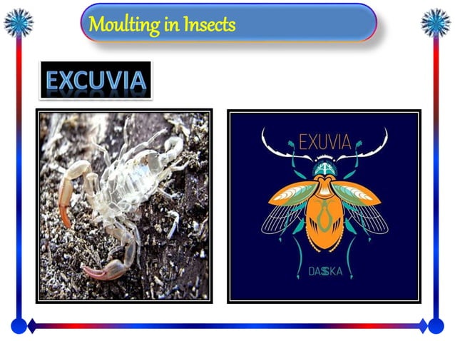 Moulting in Insect by sami | PPSX | Skin and Dermatology | Diseases and ...