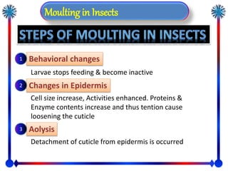 Moulting in Insect by sami | PPSX