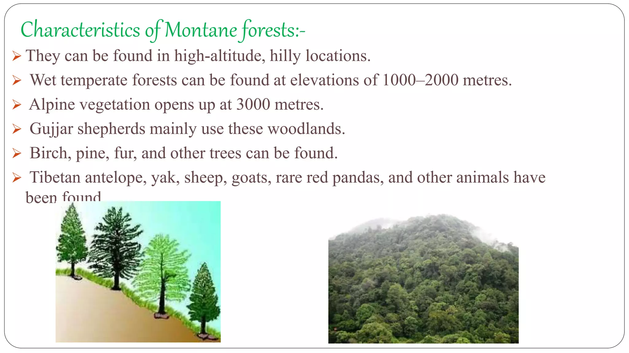 Mountain Forests | PPTX
