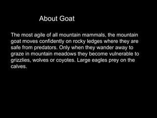 Mountain goat | PPT