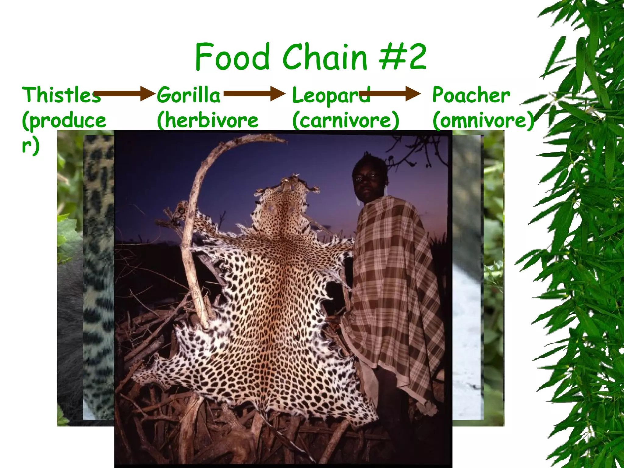 Mountain Gorilla Food Chains | PPT