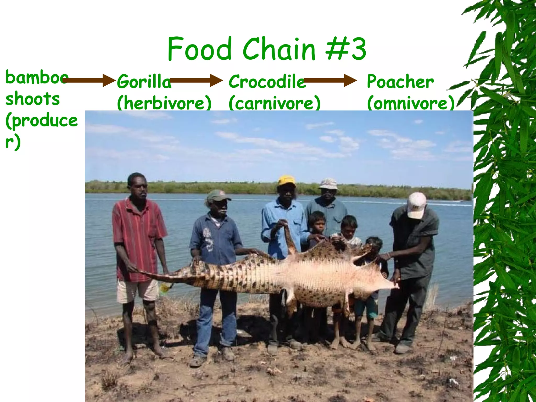 Mountain Gorilla Food Chains | PPT