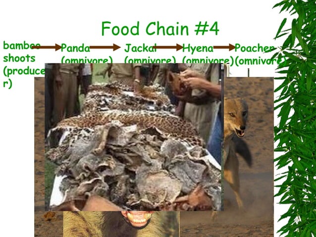 Mountain Gorilla Food Chains | PPT