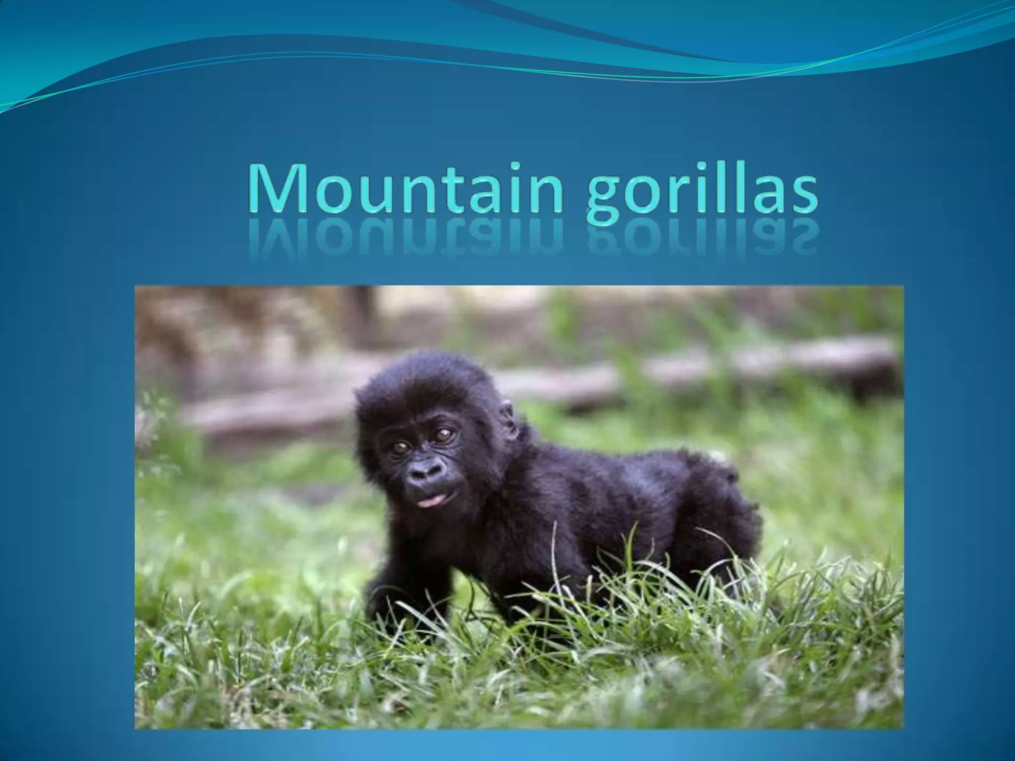 Mountain gorillas | PPTX