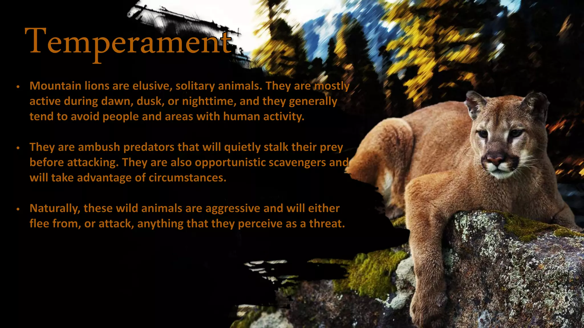 Mountain Lion PowerPoint Presentation | PPTX | Agriculture | Industries