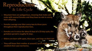 Mountain Lion PowerPoint Presentation | PPTX | Agriculture | Industries