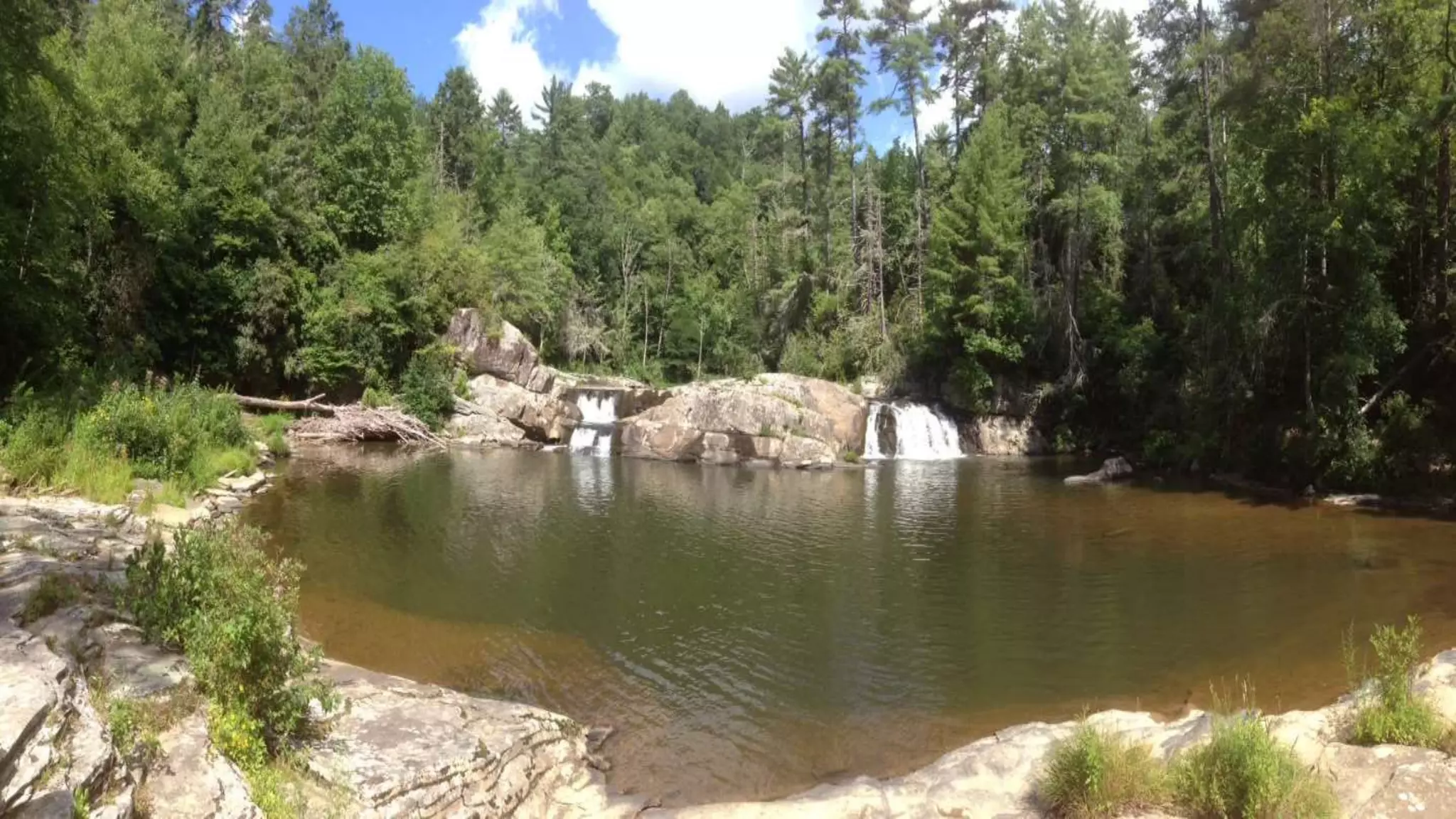 Mountain and Coastal Pines | PPT