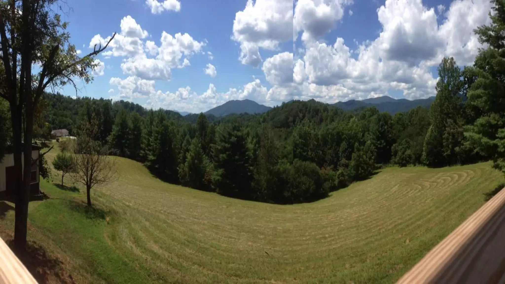 Mountain and Coastal Pines | PPT