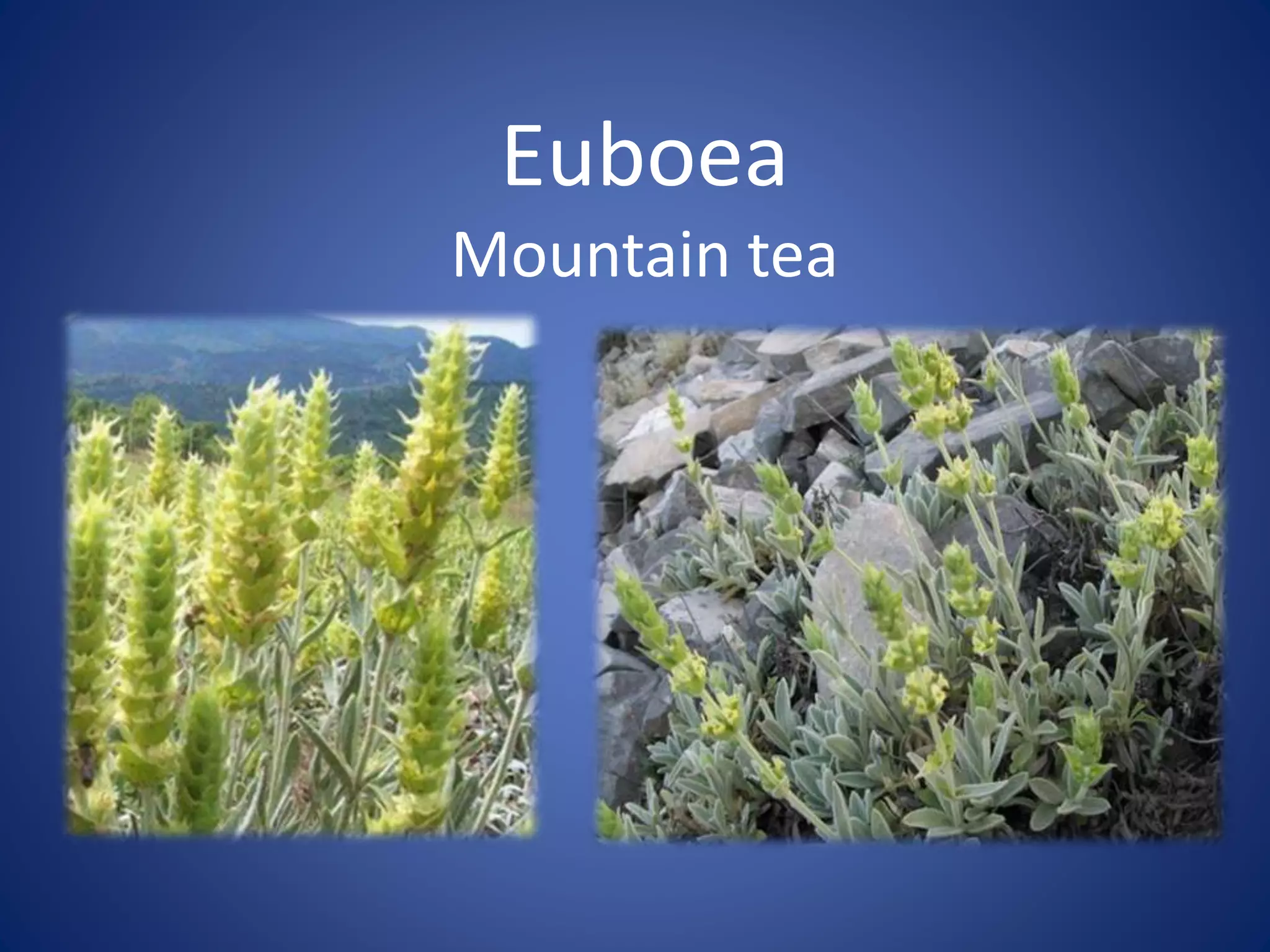 Mountain tea of Euboea | PPTX