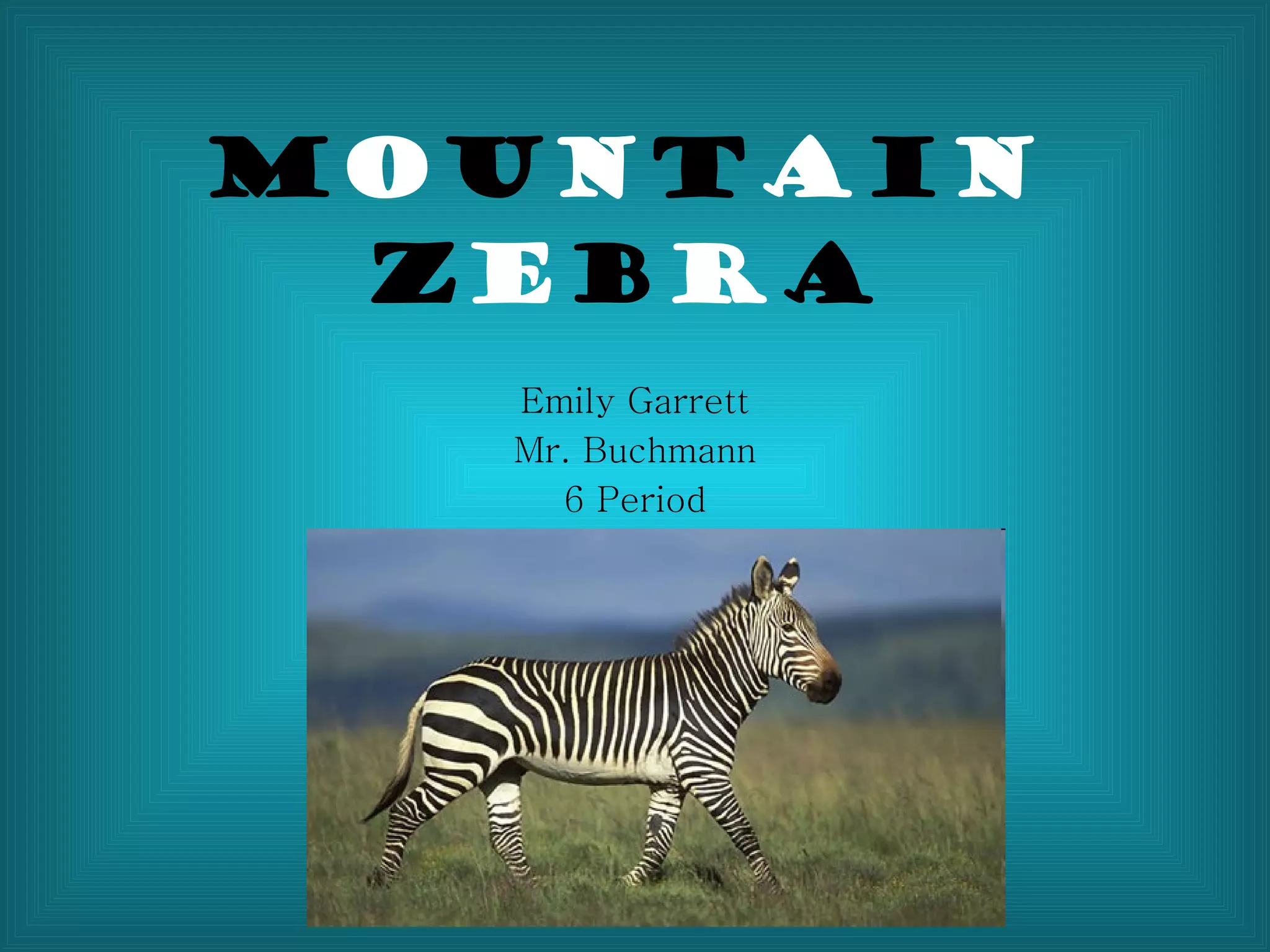 Mountain zebra powerpoint | PPT