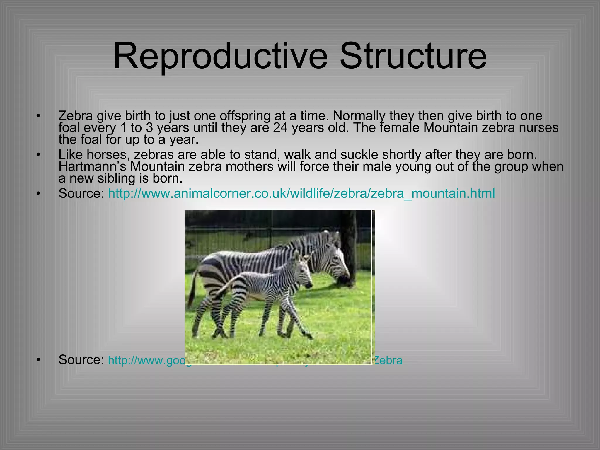 Mountain zebra powerpoint | PPT