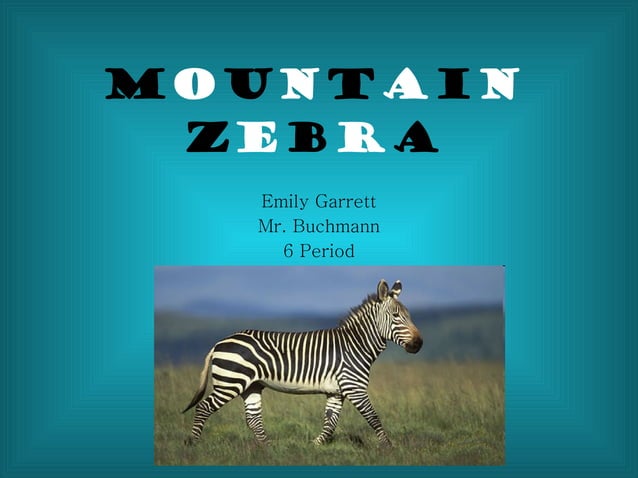 Mountain zebra powerpoint | PPT
