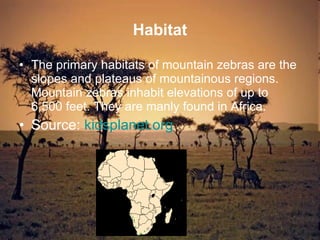 Mountain zebra powerpoint | PPT