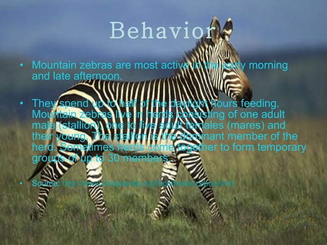 Mountain zebra powerpoint | PPT
