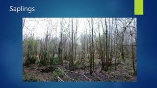 Mesolithic Mountsandel | PPTX