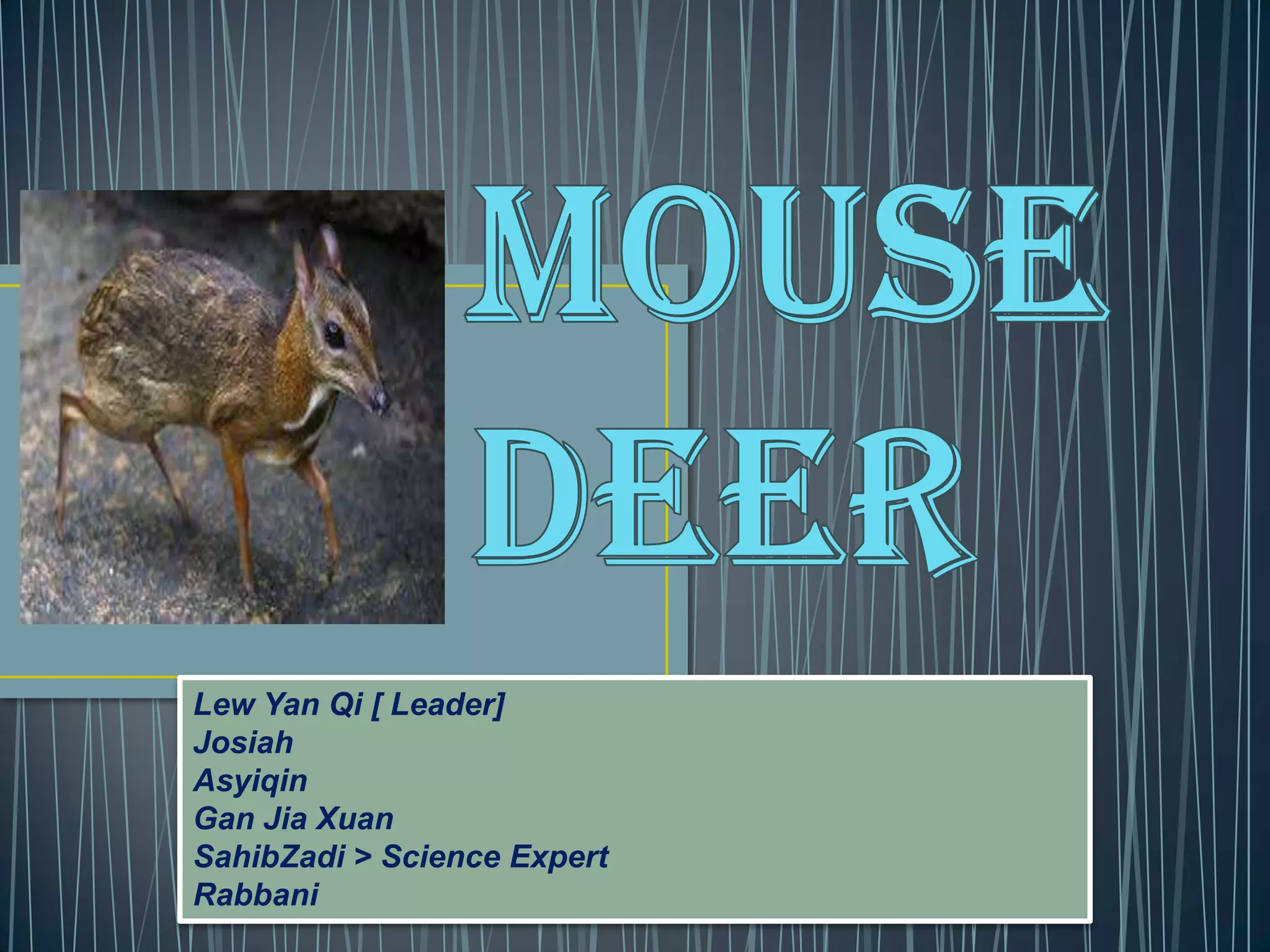 Mousedeer | PPTX