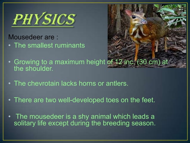 Mousedeer | PPT