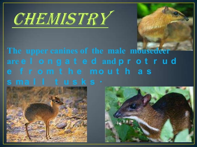 Mousedeer | PPT