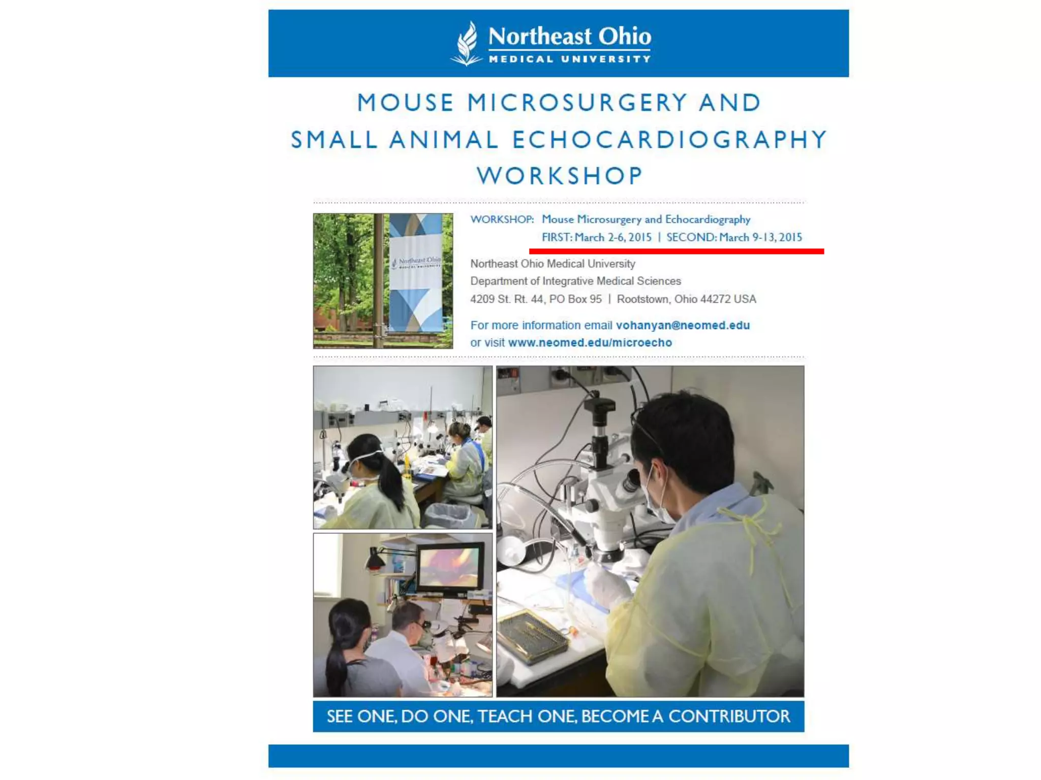 Mouse echocardiography, echo guided intraventricular and ...