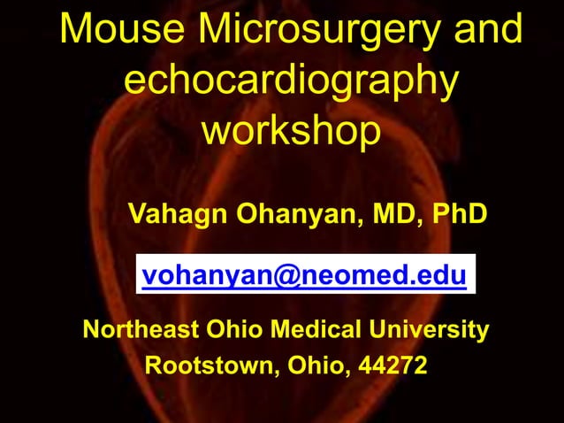 Mouse echocardiography, echo guided intraventricular and ...