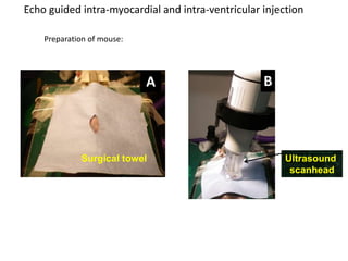 Mouse echocardiography, echo guided intraventricular and ...