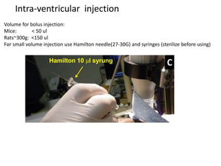Mouse echocardiography, echo guided intraventricular and ...