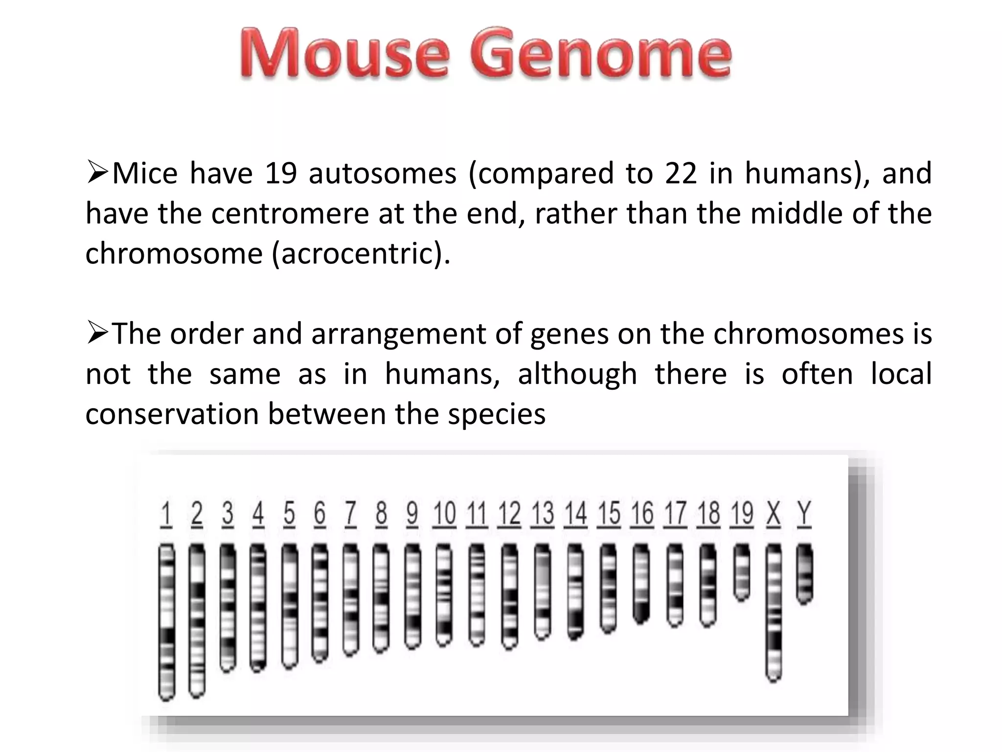 Mouse genome | PPTX