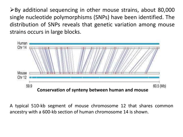 Mouse genome | PPTX | Genetics | Science