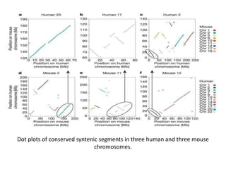 Mouse genome | PPTX | Genetics | Science
