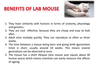 Mouse genome | PPTX | Genetics | Science