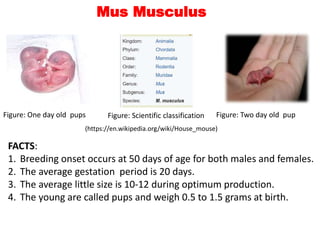 Mouse genome | PPTX | Genetics | Science