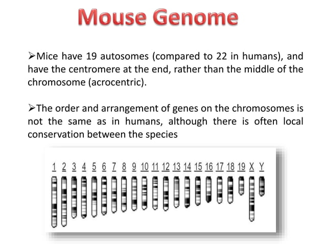 Mouse genome | PPTX | Genetics | Science