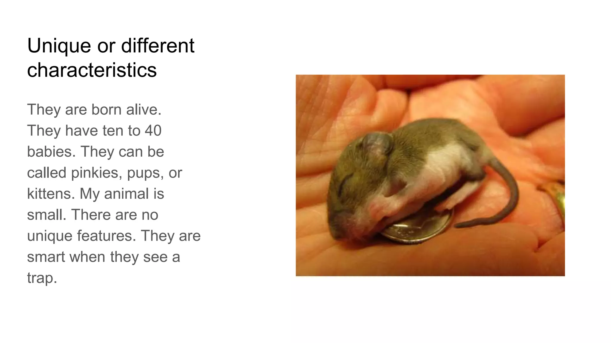 Mouse Information | PPTX