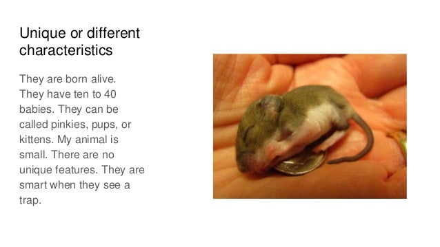 Mouse Information mouse-information
