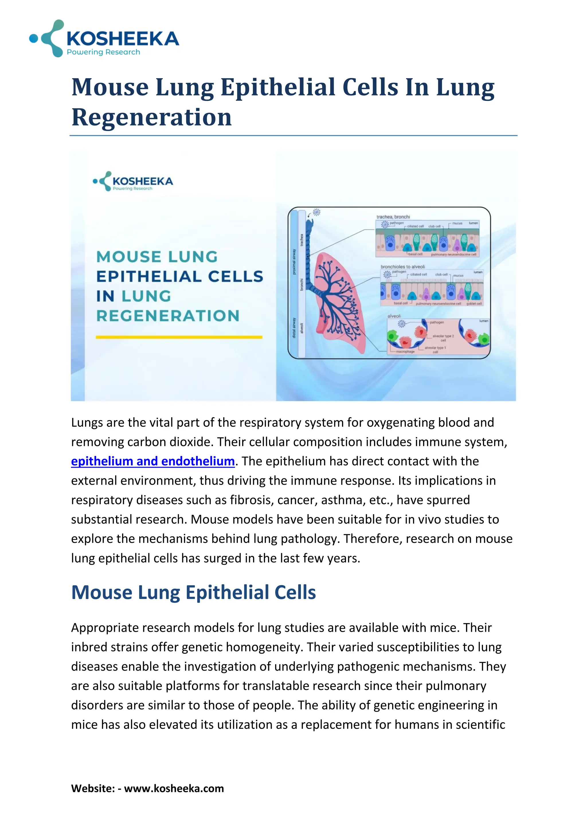 Mouse Lung Epithelial Cells In Lung Regeneration - Kosheeka | PDF