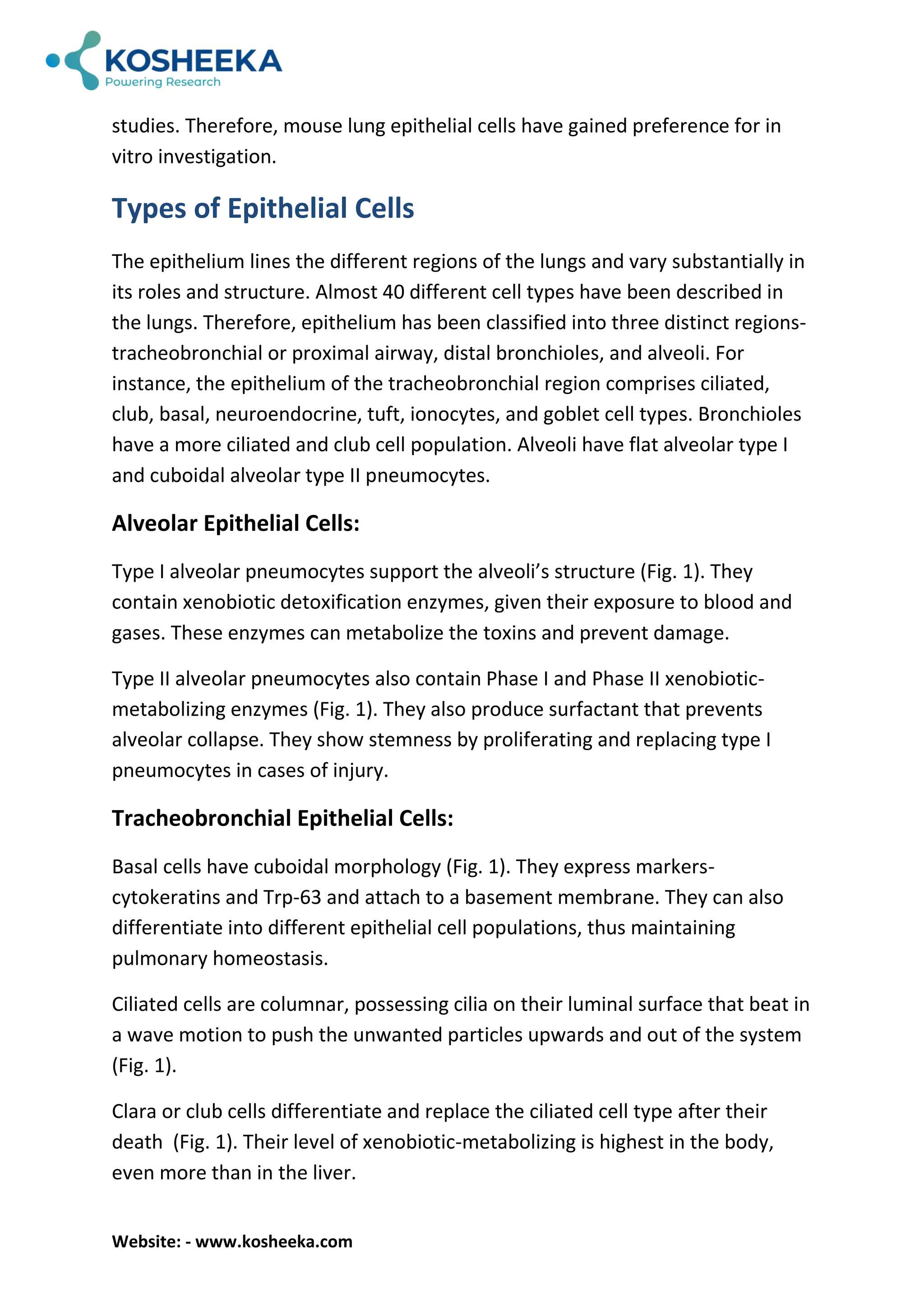 Mouse Lung Epithelial Cells In Lung Regeneration - Kosheeka | PDF