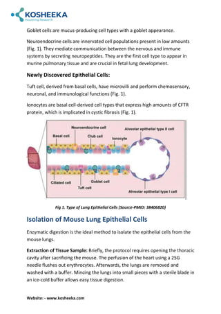 Mouse Lung Epithelial Cells In Lung Regeneration - Kosheeka | PDF