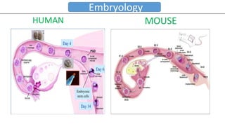 Mouse model: Pros & Cons | PPT