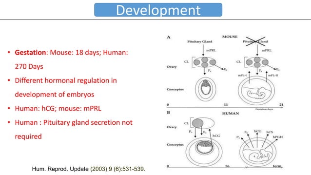 Mouse model: Pros & Cons | PPTX