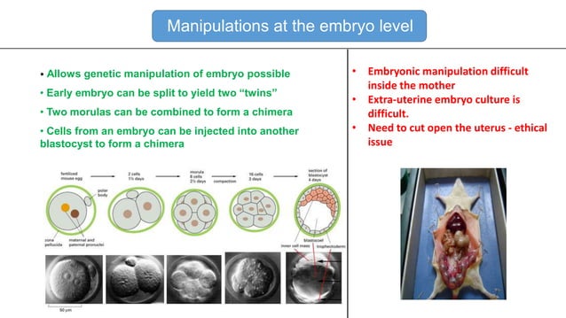 Mouse model: Pros & Cons | PPTX