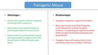 Mouse model: Pros & Cons | PPTX